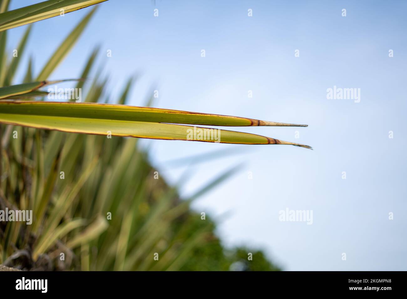 A selective of a sharp green leaf under the sunlight Stock Photo - Alamy
