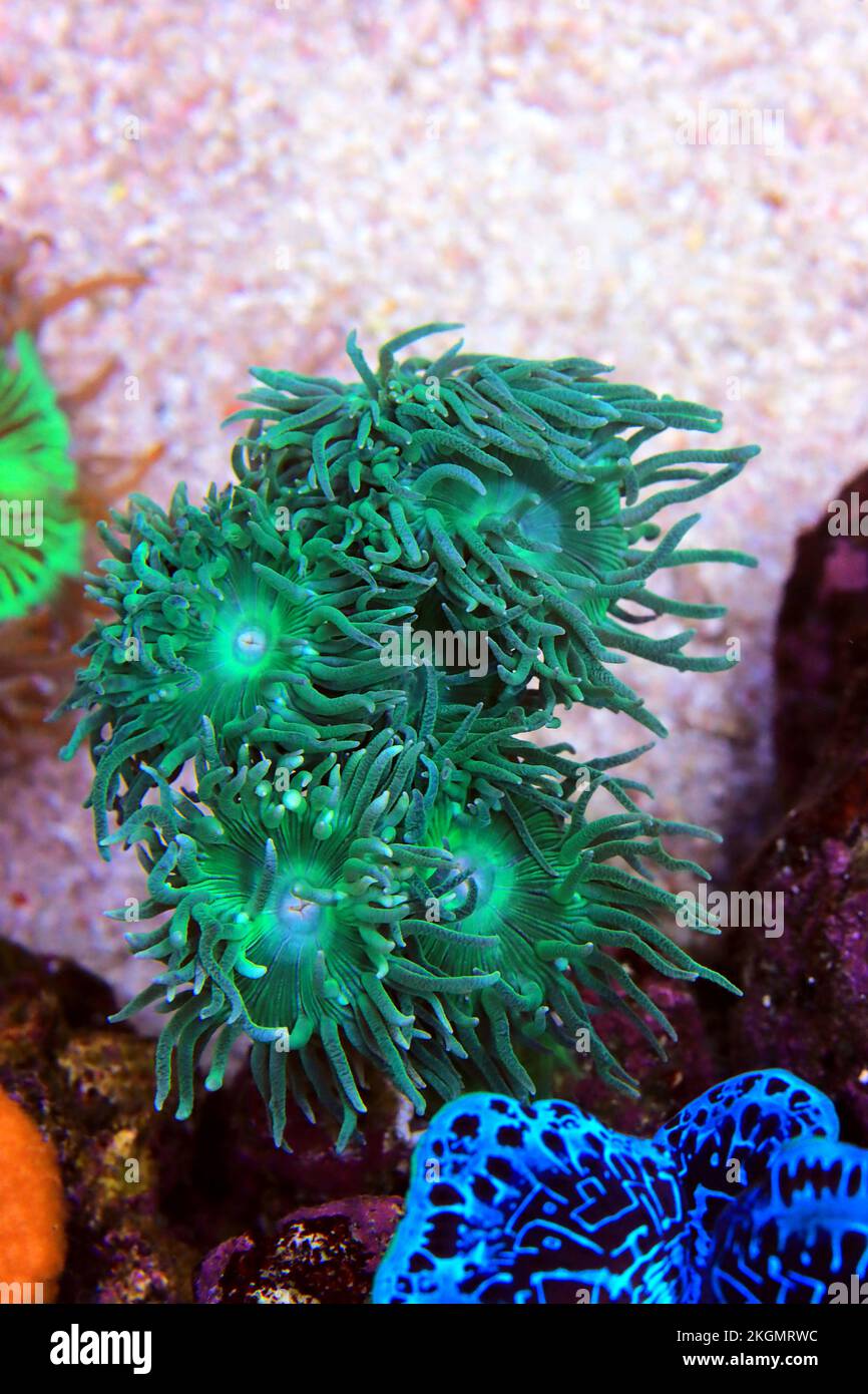 Colony of Duncan LPS coral - Duncanopsammia axifuga Stock Photo - Alamy