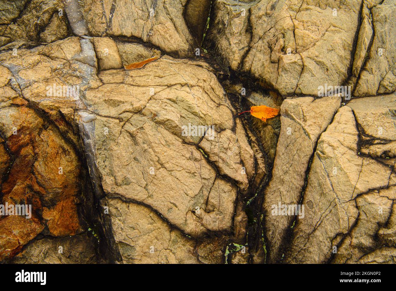 Autumn red maple seedling in the rocks, Greater Sudbury, Ontario ...