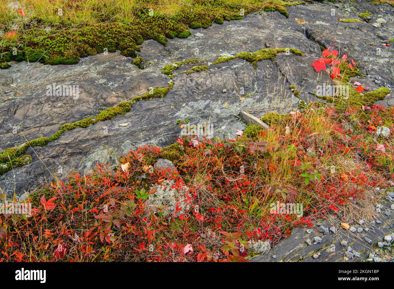 Rock outcrop with autumn blueberry and red maple seedling, Greater ...