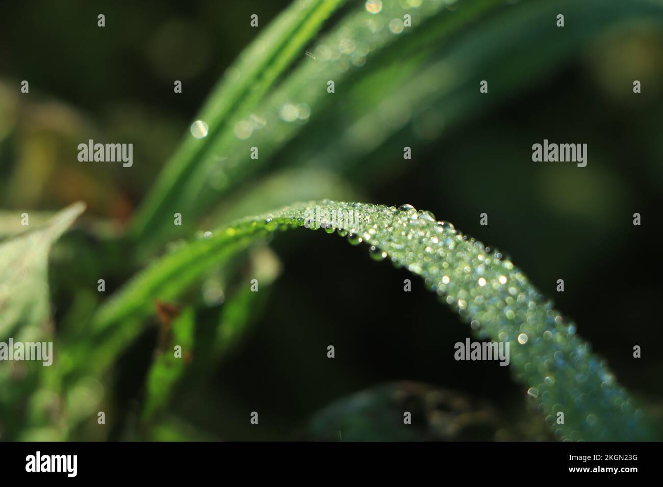 The rice plants in the fields that are gushing out with the morning dew ...