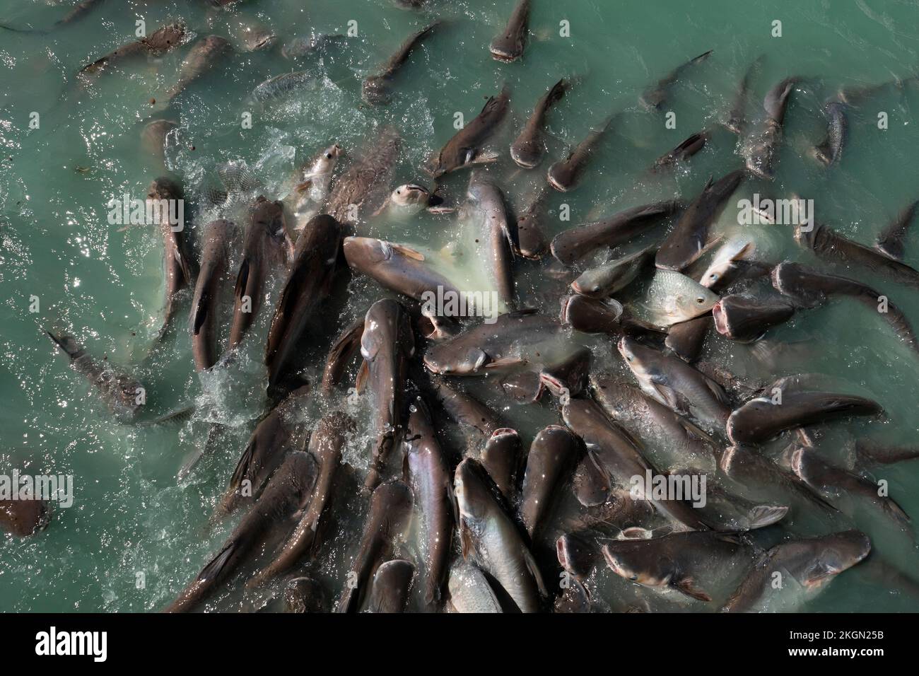 Freshwater fish of south east asia hi-res stock photography and images ...