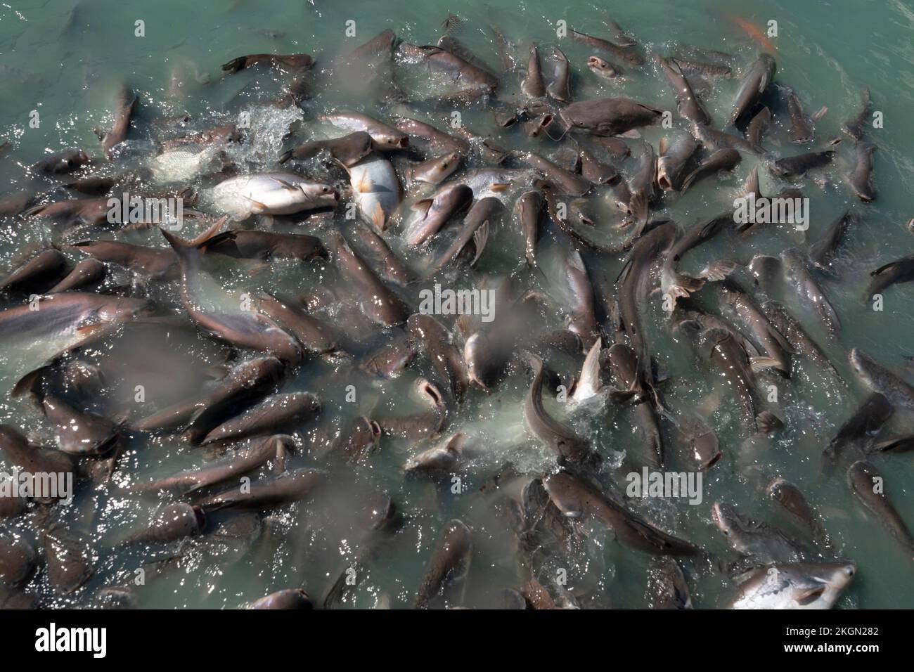 Freshwater fish of south east asia hi-res stock photography and images ...