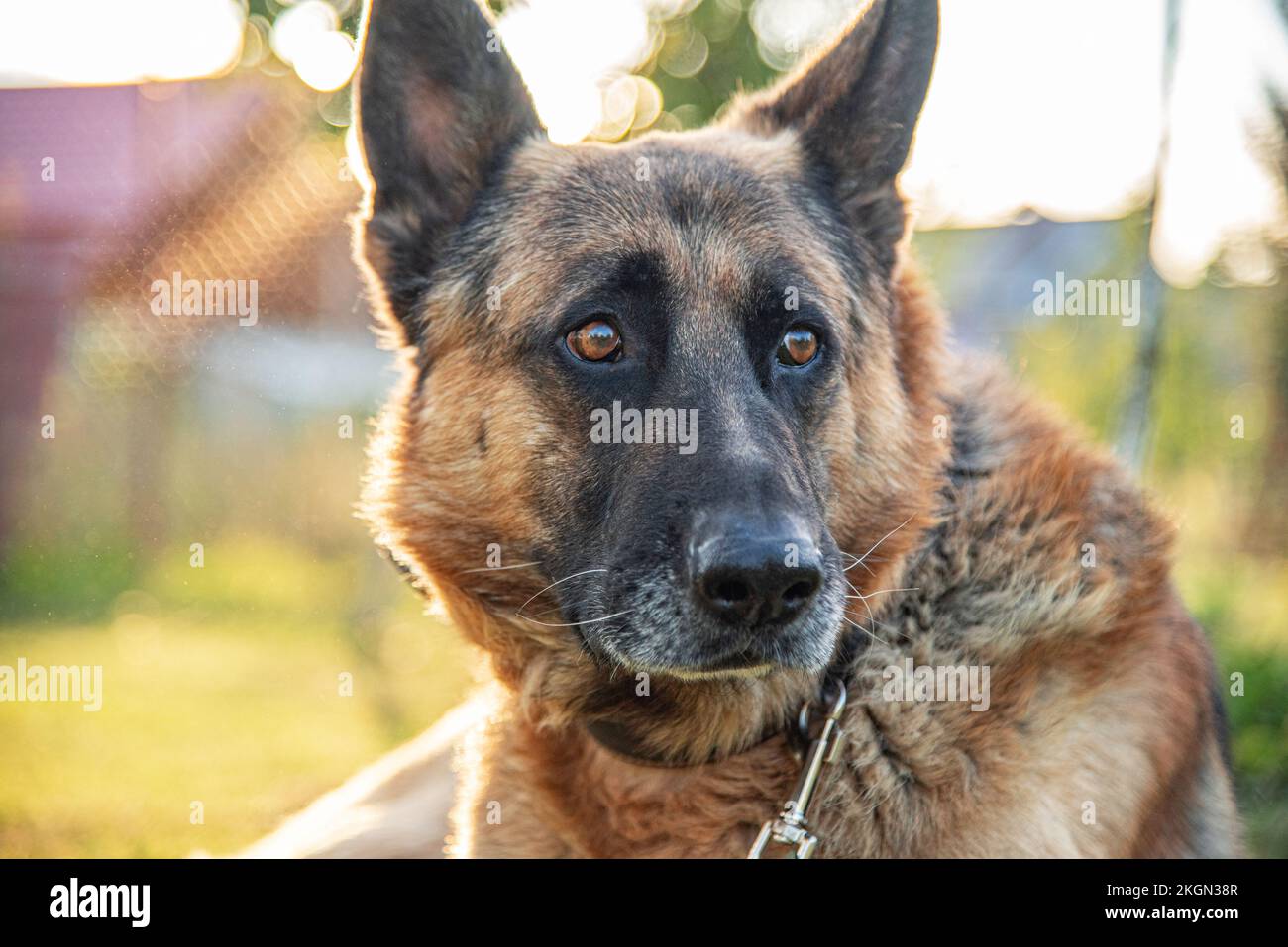 Beautiful young brown german hi-res stock photography and images - Alamy