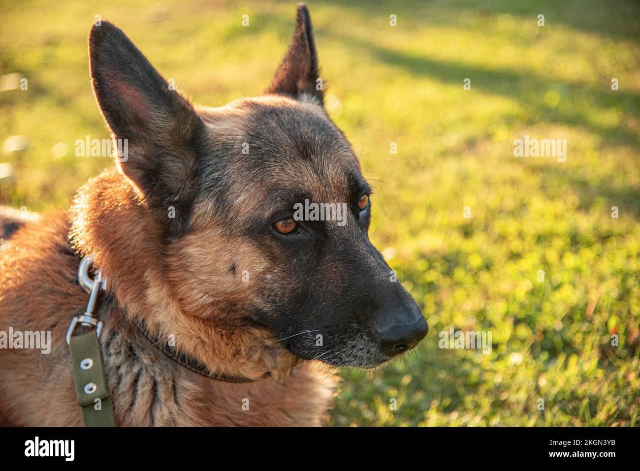 Beautiful German Shepherd Stock Photo - Alamy
