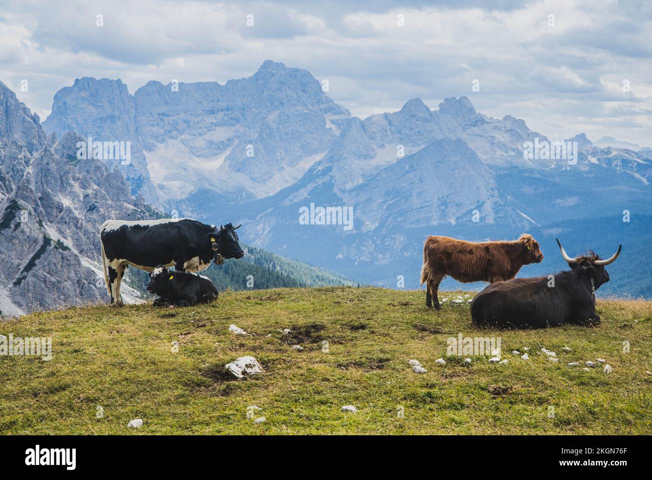 The cows in Three peaks of Lavaredo national park in Italy Stock Photo ...