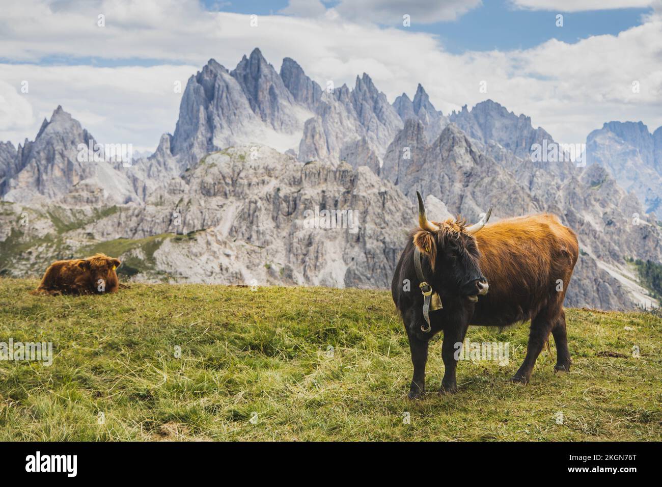 The cows in Three peaks of Lavaredo national park in Italy Stock Photo ...