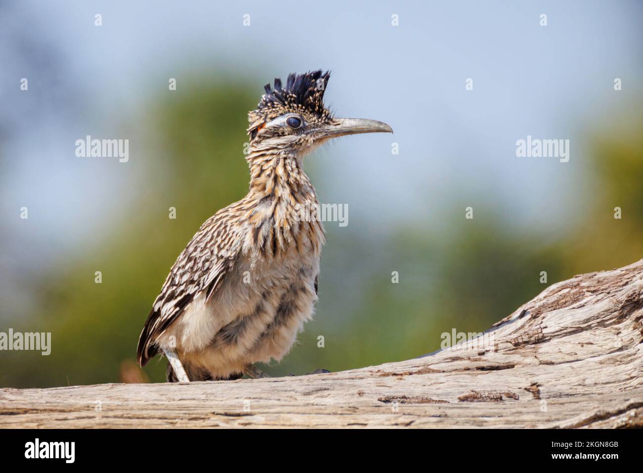 Roadrunner in tree hi-res stock photography and images - Alamy