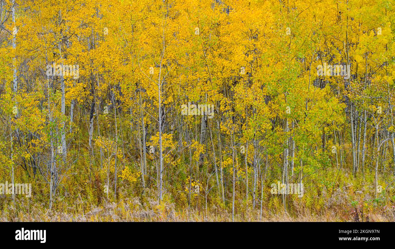 Autumn aspen saplings, Greater Sudbury, Ontario, Canada Stock Photo - Alamy