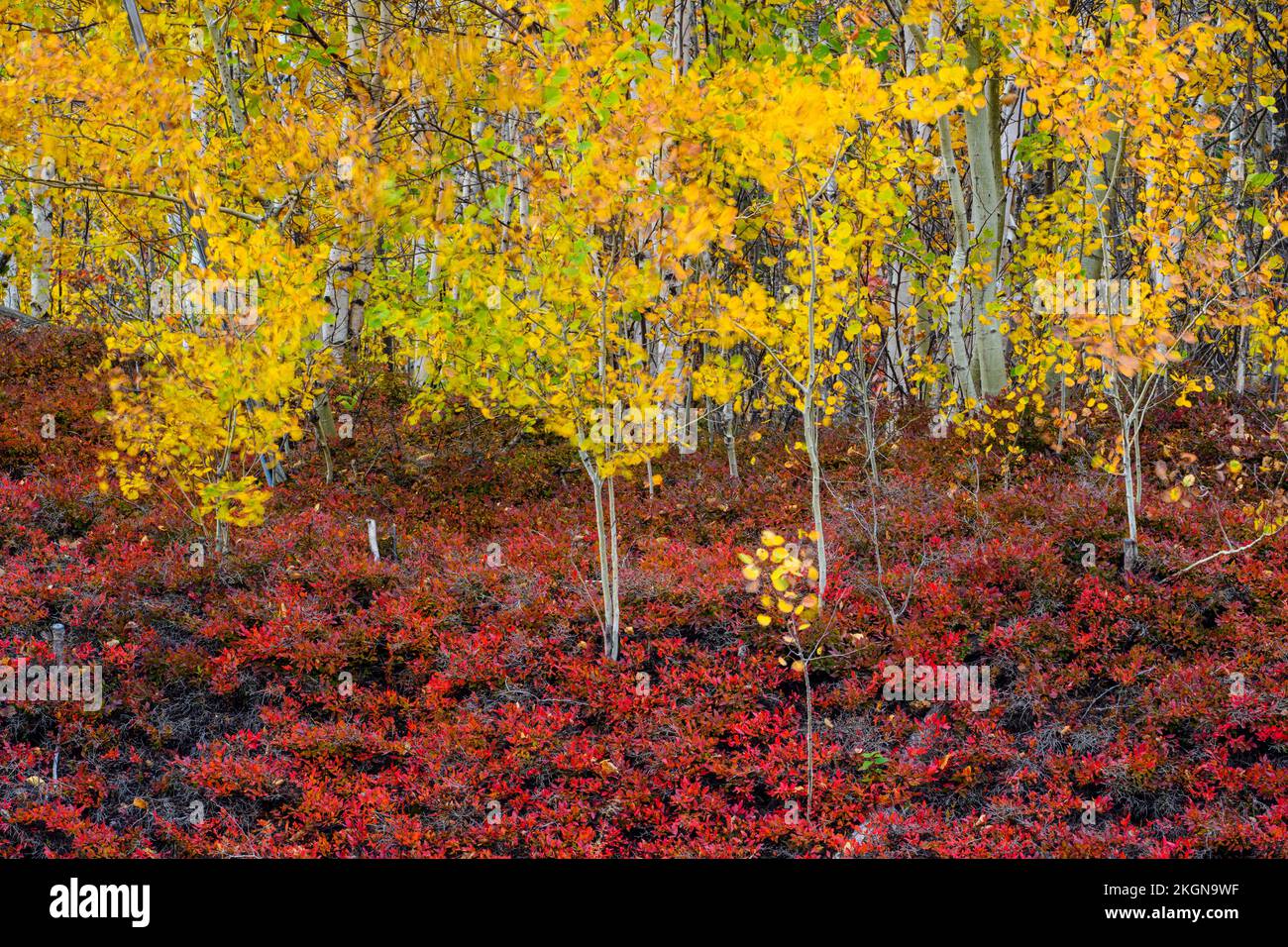 Autumn aspen saplings and blueberry, Greater Sudbury, Ontario, Canada ...