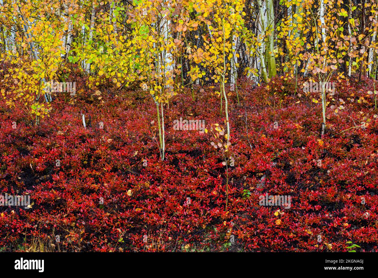 Aspen saplings and blueberry bushes in autumn, Greater Sudbury, Ontario ...