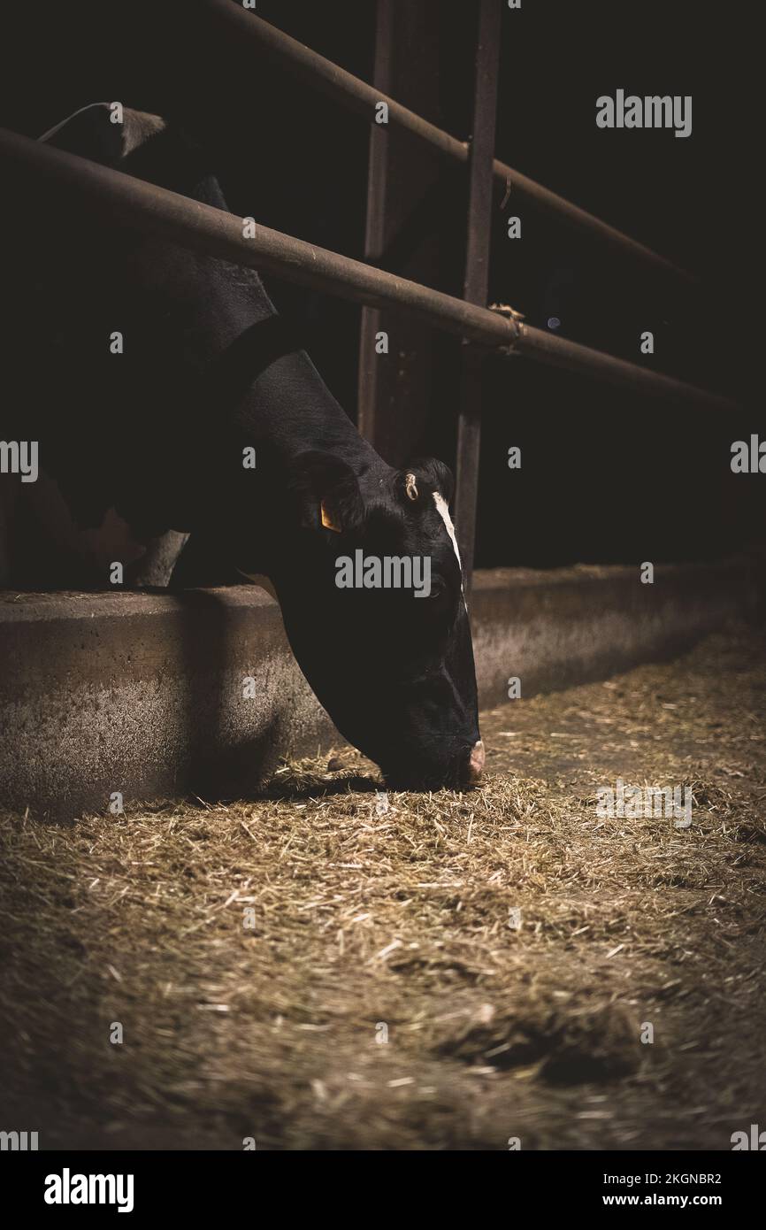A vertical shot of a cow eating dry grass inside a barn Stock Photo - Alamy