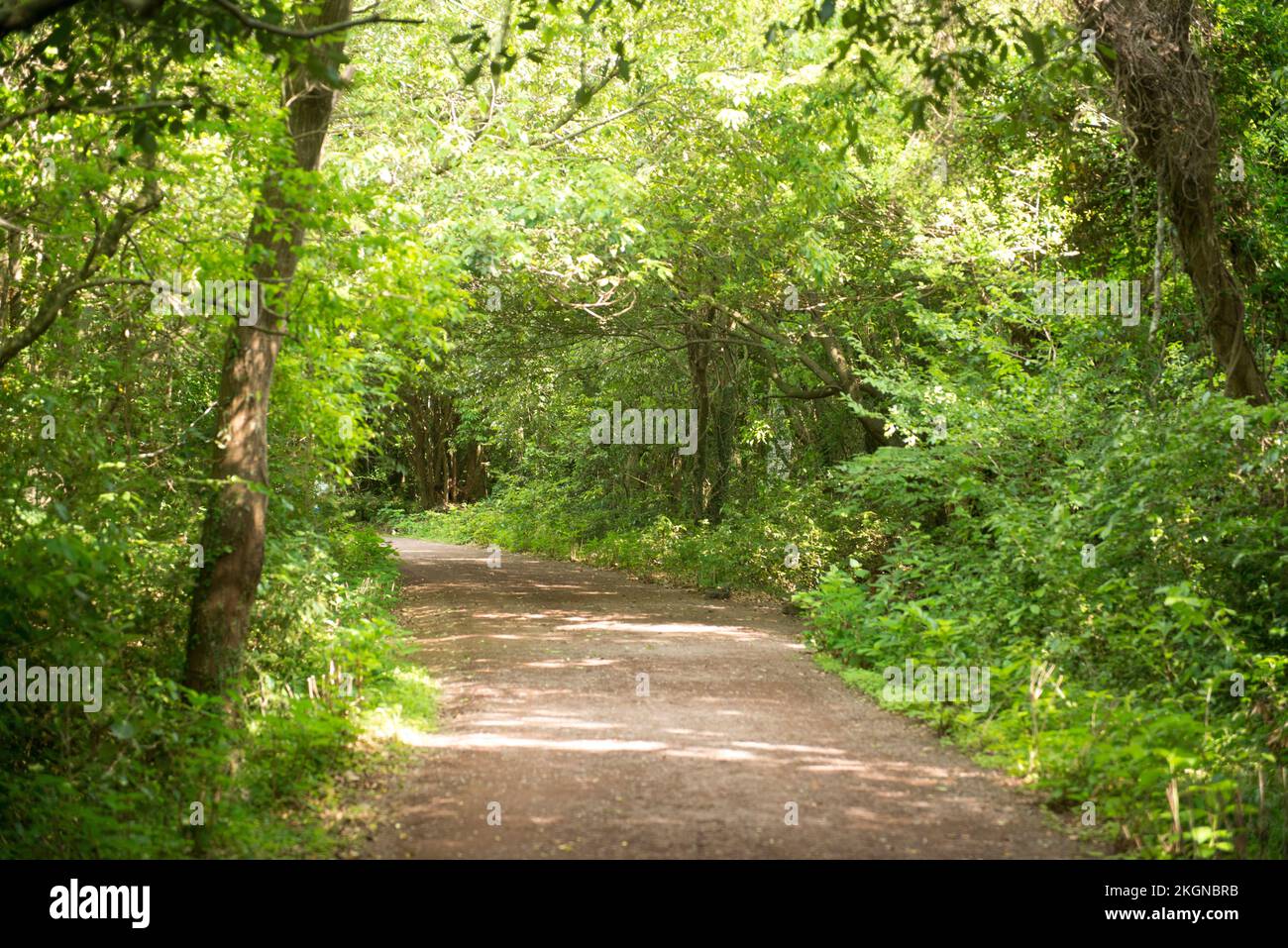 A footpath surrounded by green plants on a sunny day in summer Stock ...