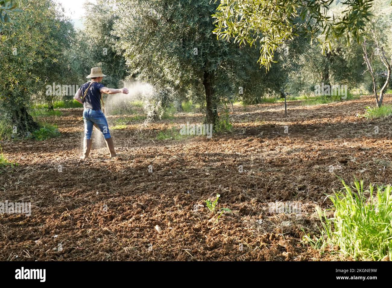 Farmer supplying granulated fertilizer to olive tree, oil plants ...