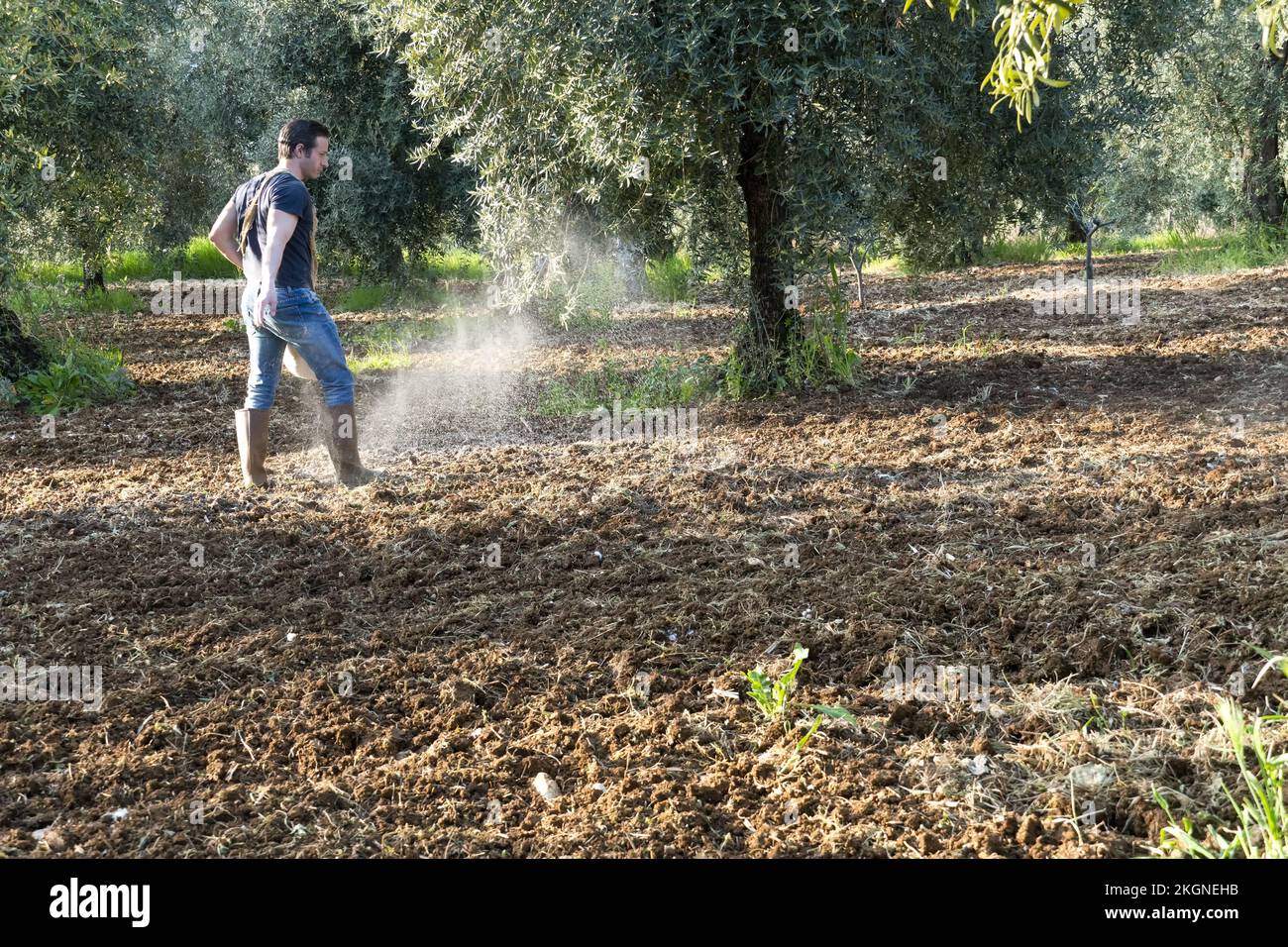 Farmer fertilizing soil manure in hi-res stock photography and images ...