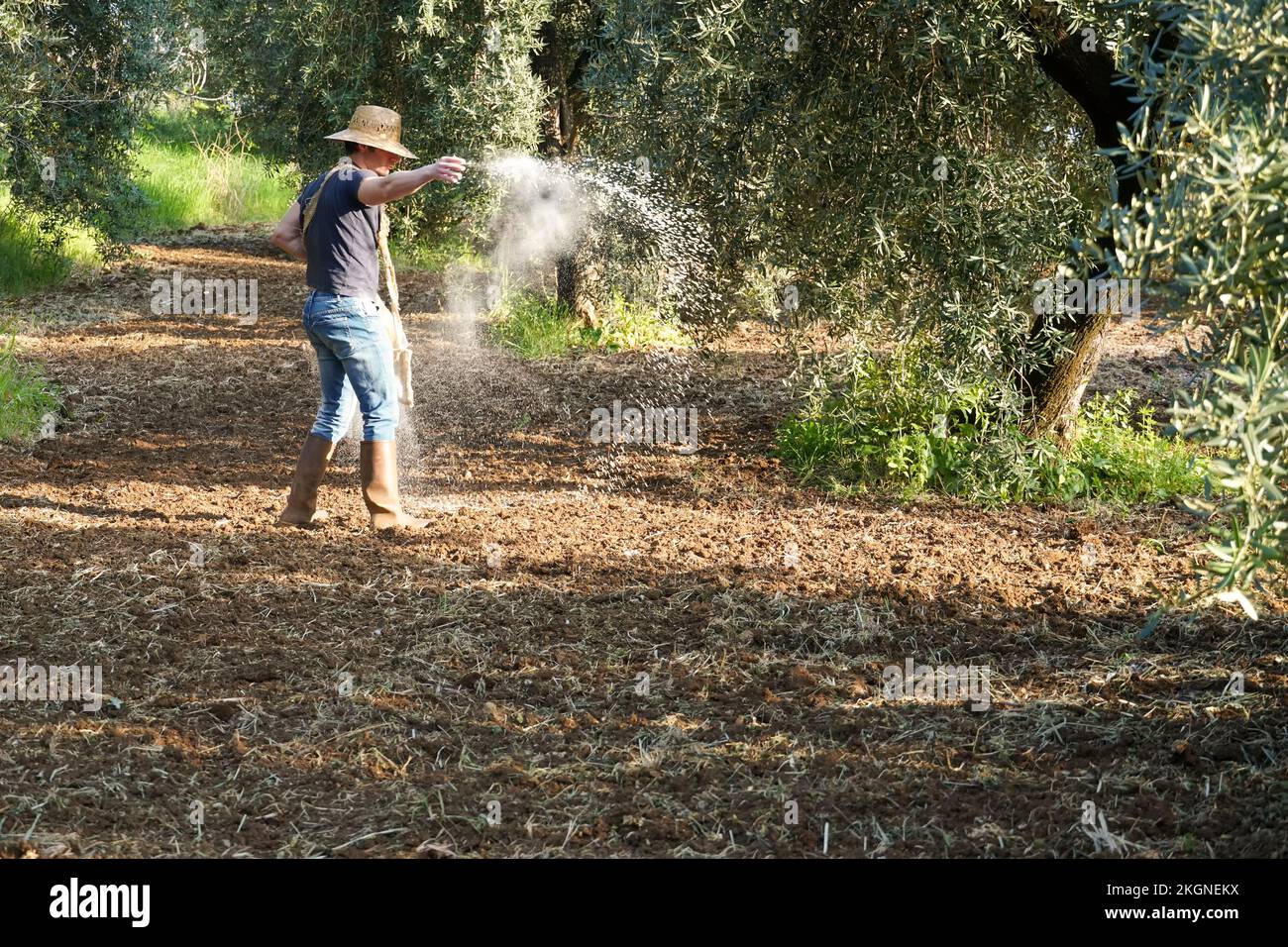 Farmer supplying granulated fertilizer to olive tree, oil plants ...