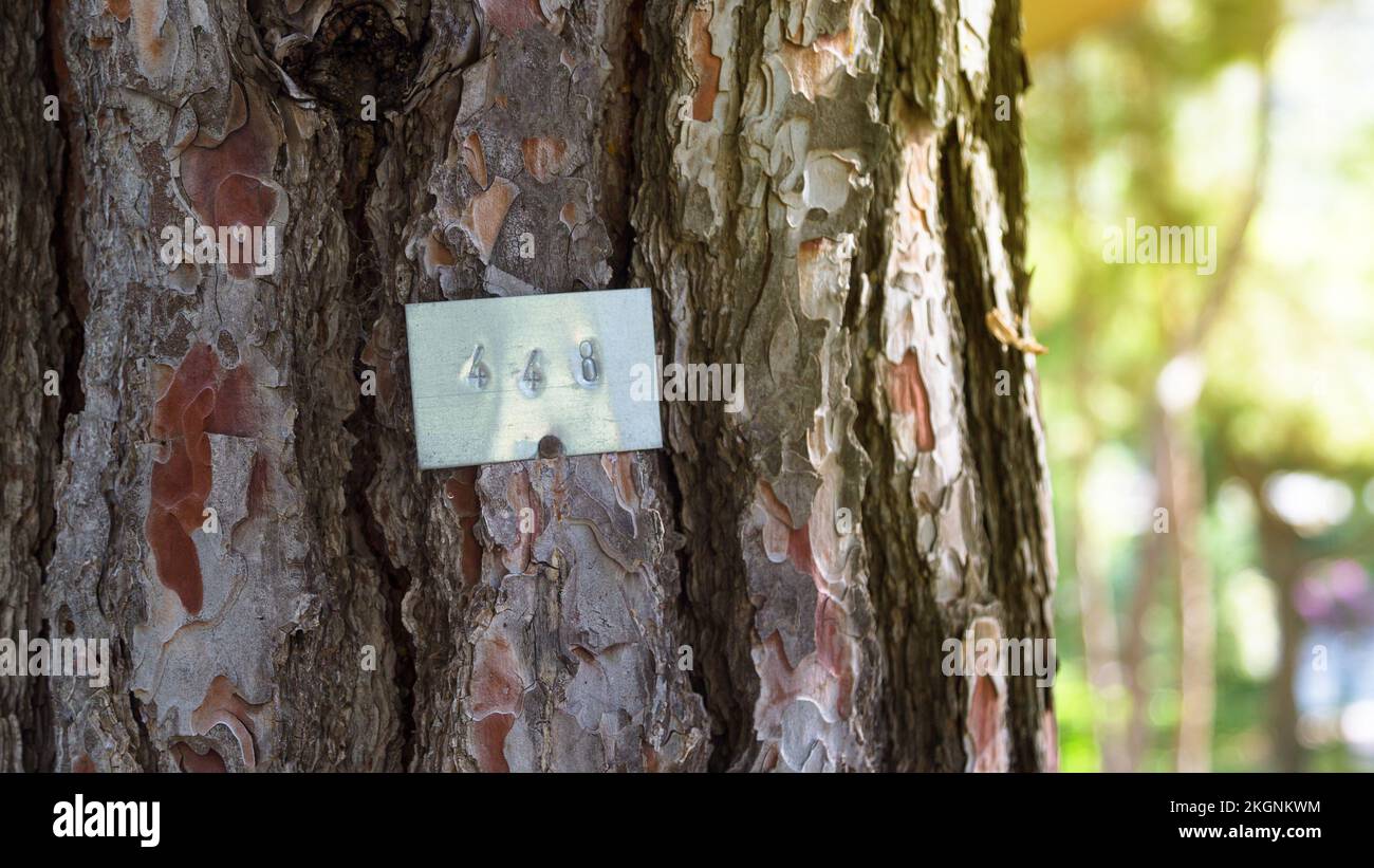 A metal plate with the serial number of a tree is nailed bark of a tree ...