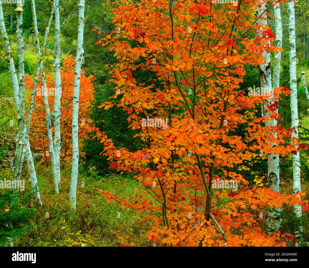 Birch tree trunks and maple in autumn, Greater Sudbury, Ontario, Canada ...