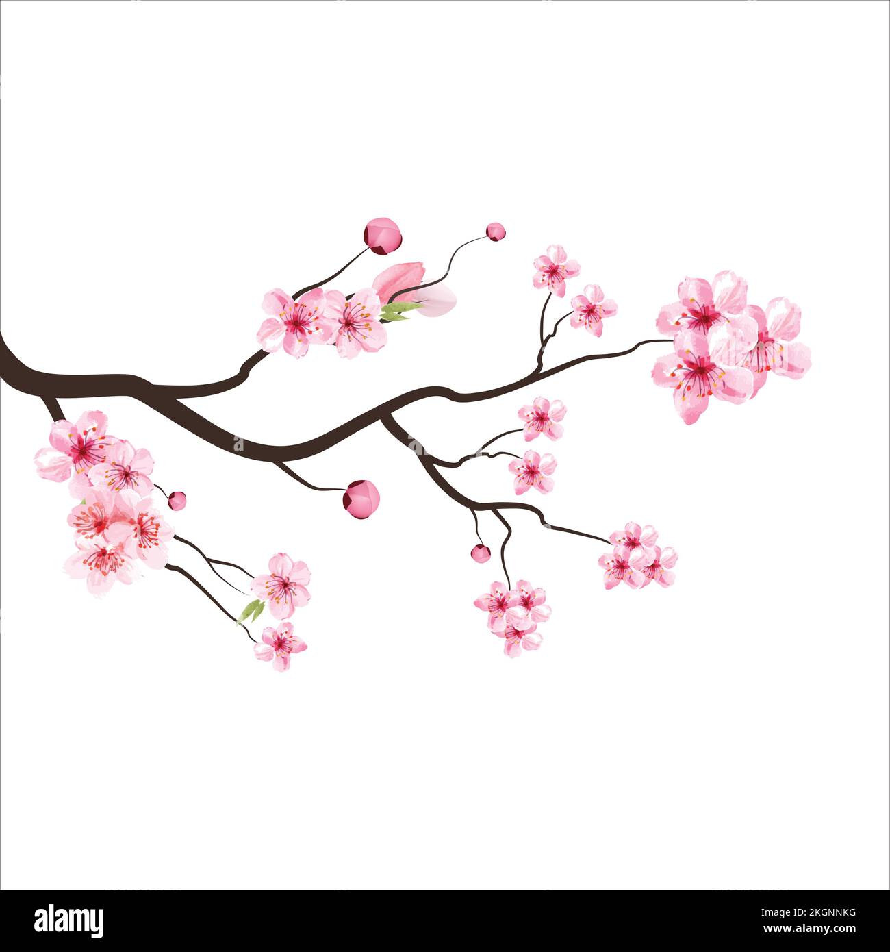 branch tree vector illustration summer clipart autumn clipart nature ...