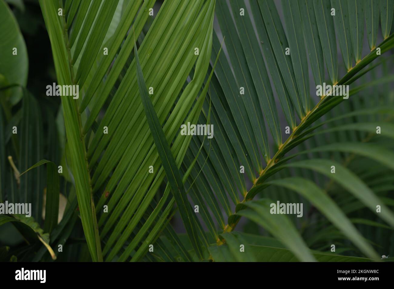 Tropical green palm plant background close up Stock Photo - Alamy