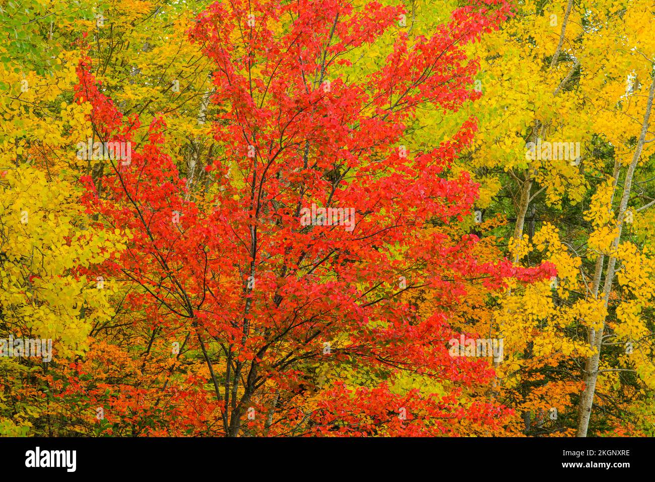 Autumn red maple, Greater Sudbury, Ontario, Canada Stock Photo - Alamy