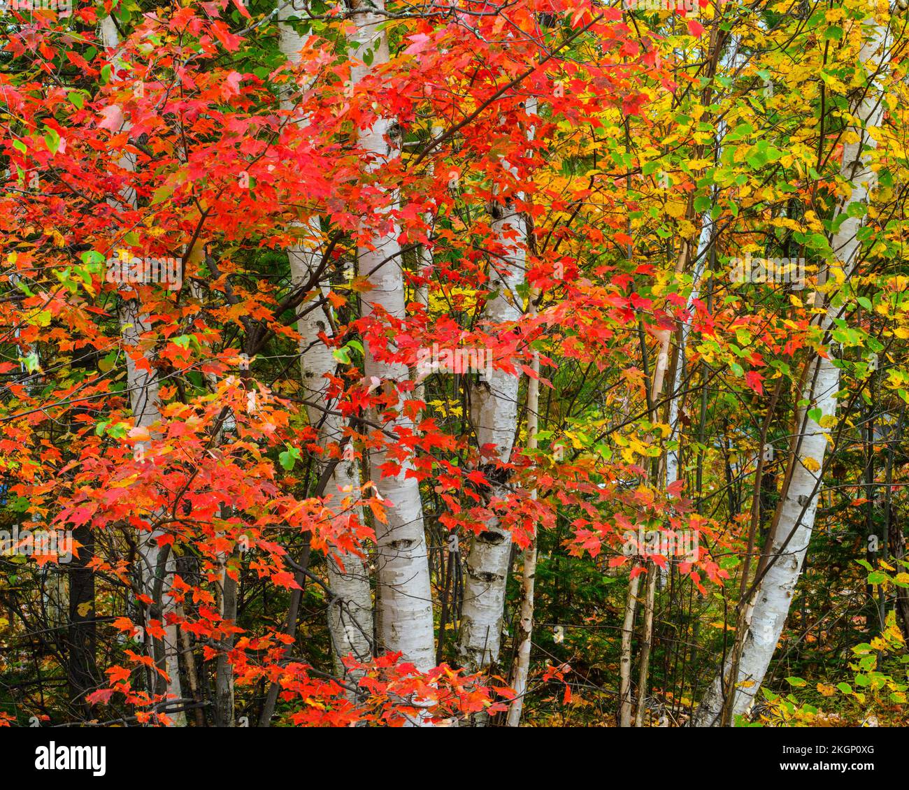 Autumn red maple foliage, Greater Sudbury, Ontario, Canada Stock Photo ...