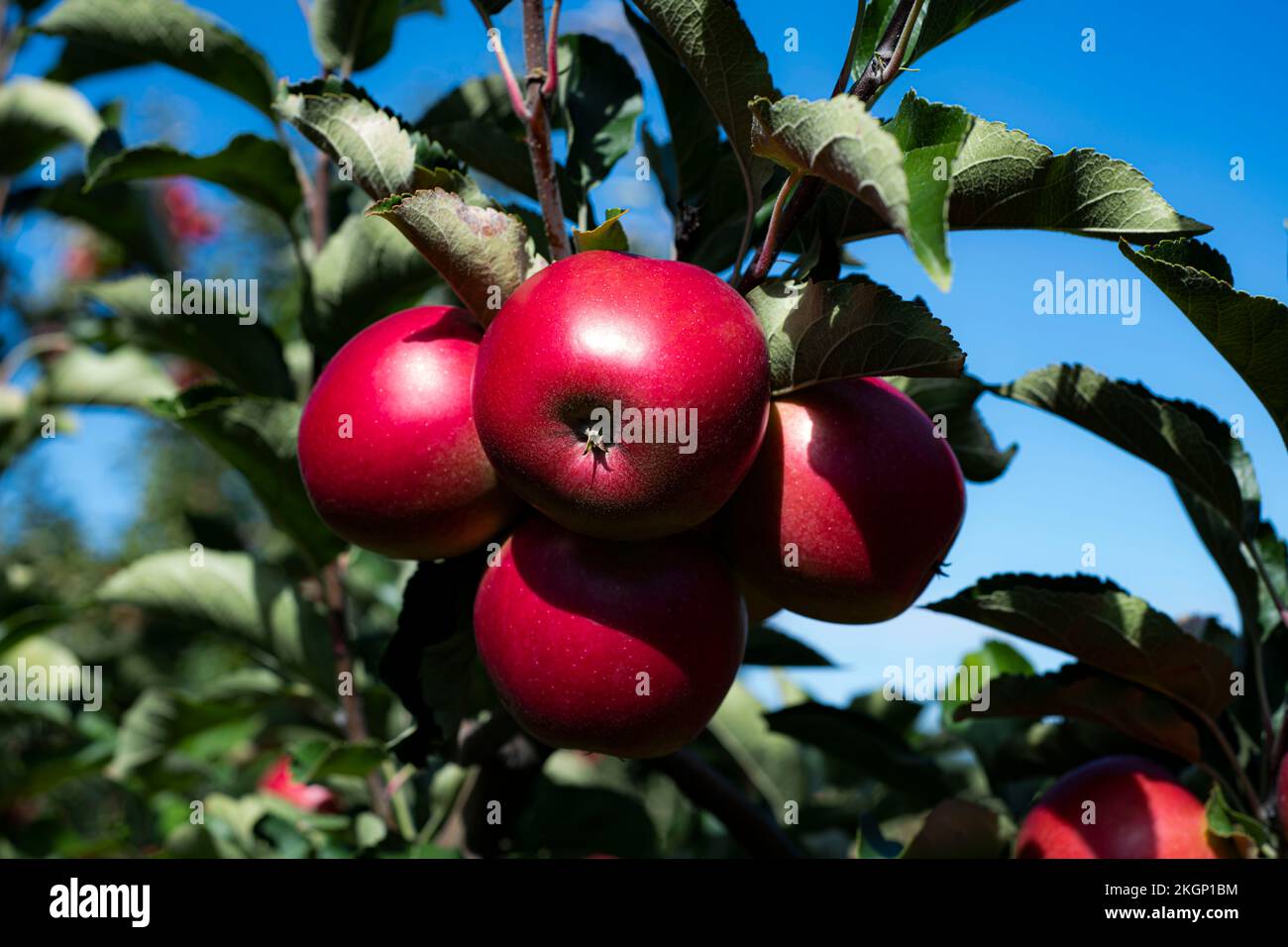 northern michigan honey crisp apples growing on a tree in an orchard ...