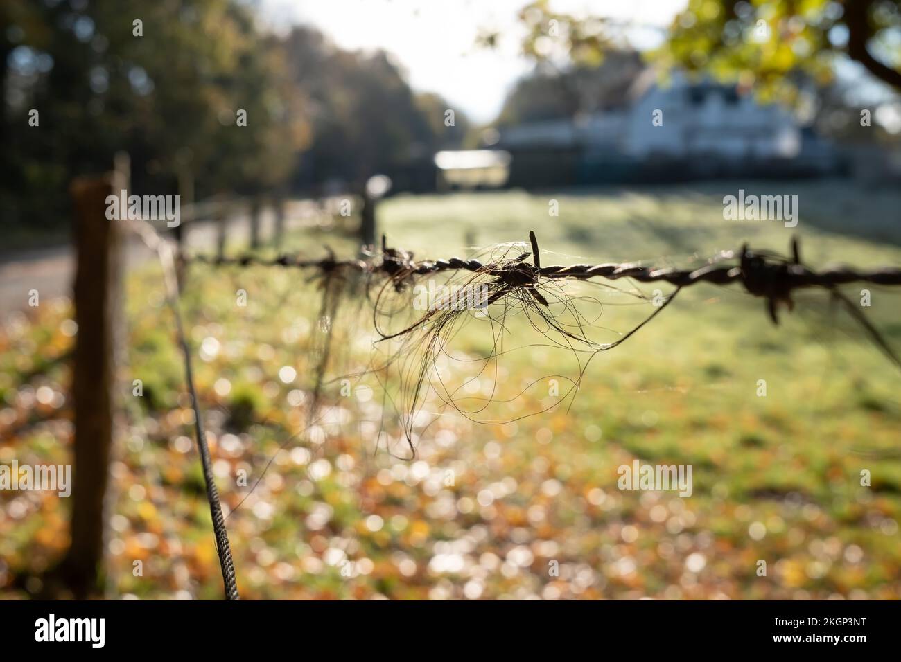 Hair from the mane or tail of a horse hangs on barbed wire, against a ...