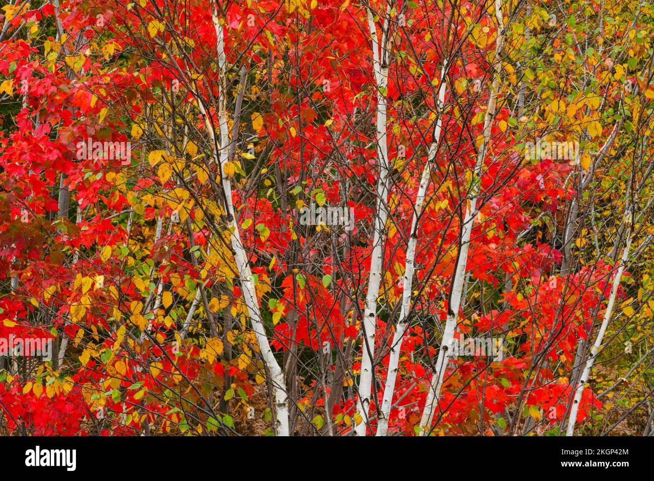 Autumn red maple foliage and birch trees, Greater Sudbury, Ontario ...