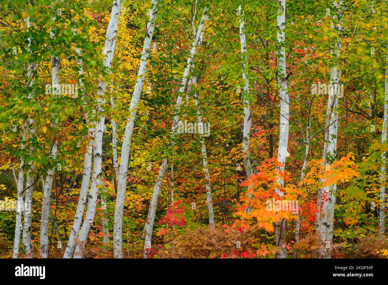 Birch maple trees fall autumn colour hi-res stock photography and ...