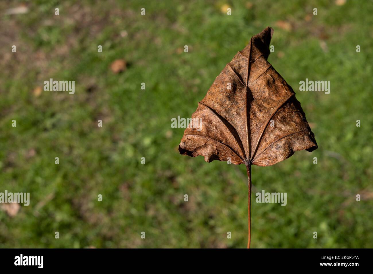 A closeup close up view of the back of a dead brown curled Common Lime ...