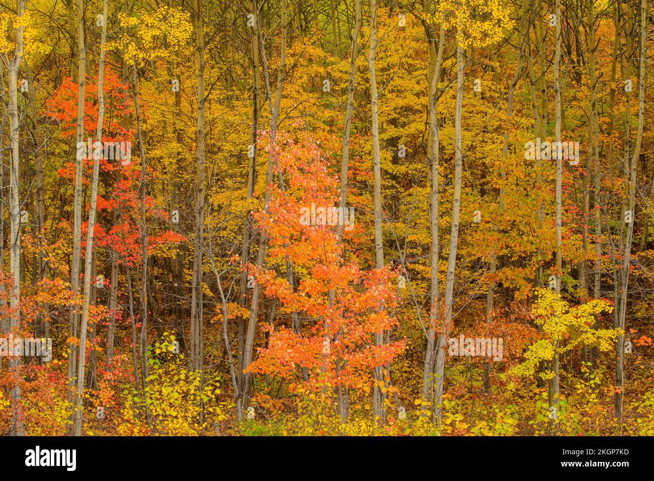 Autumn maple colour under tall aspen tree trunks, Greater Sudbury ...