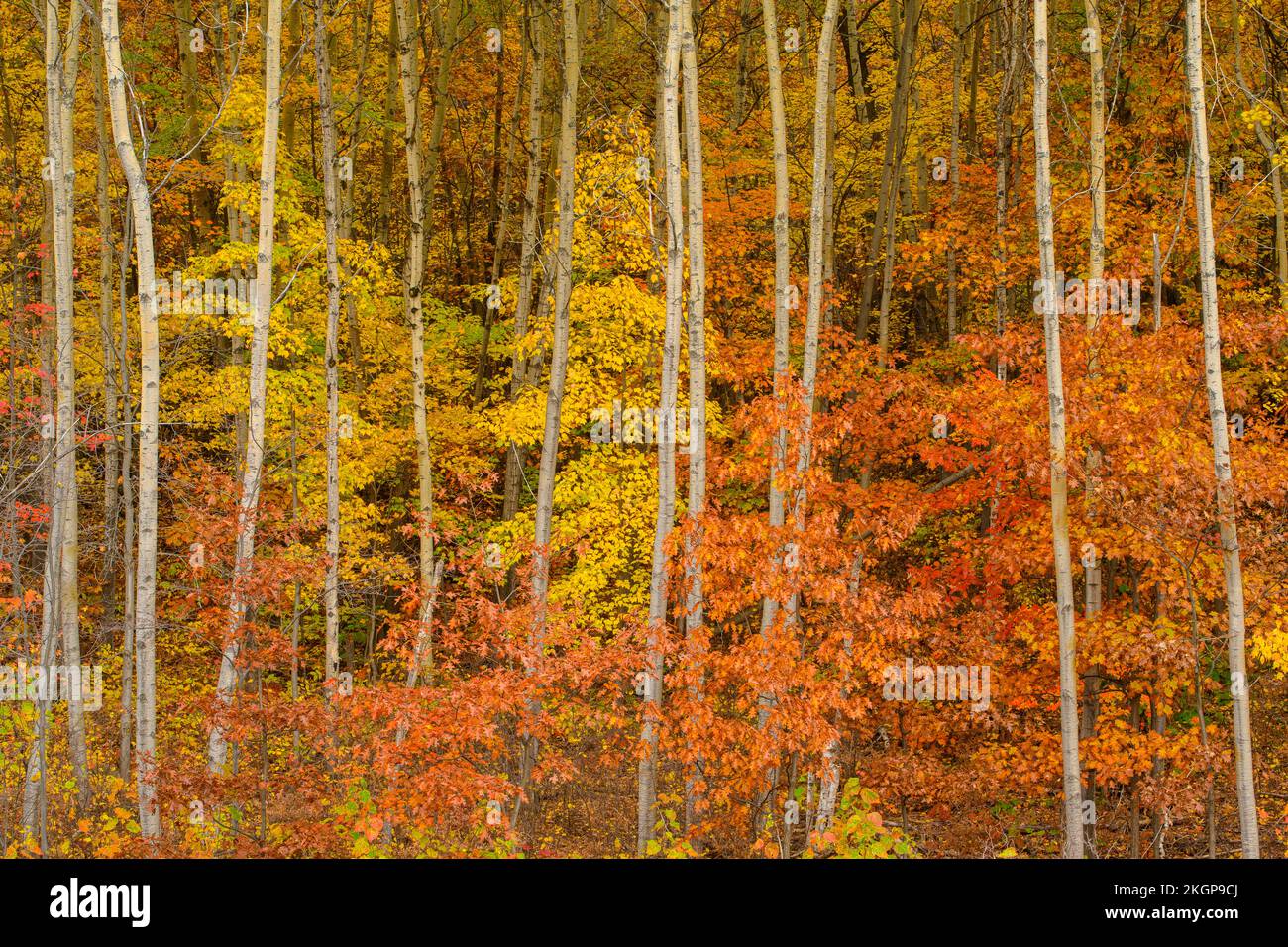 Autumn oak and aspen colour under tall aspen tree trunks, Greater ...