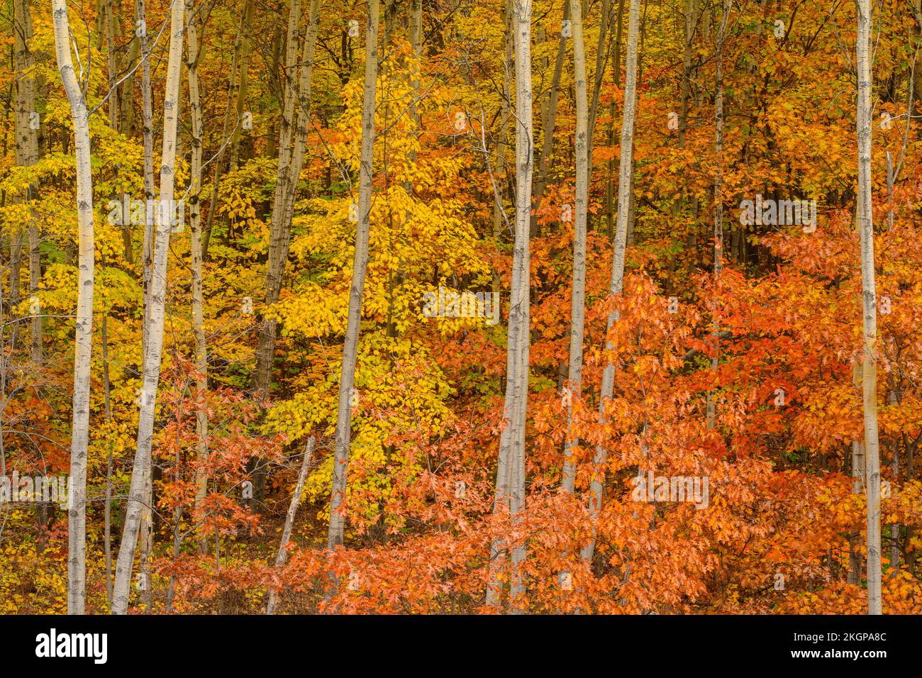 Autumn oak and aspen colour under tall aspen tree trunks, Greater ...