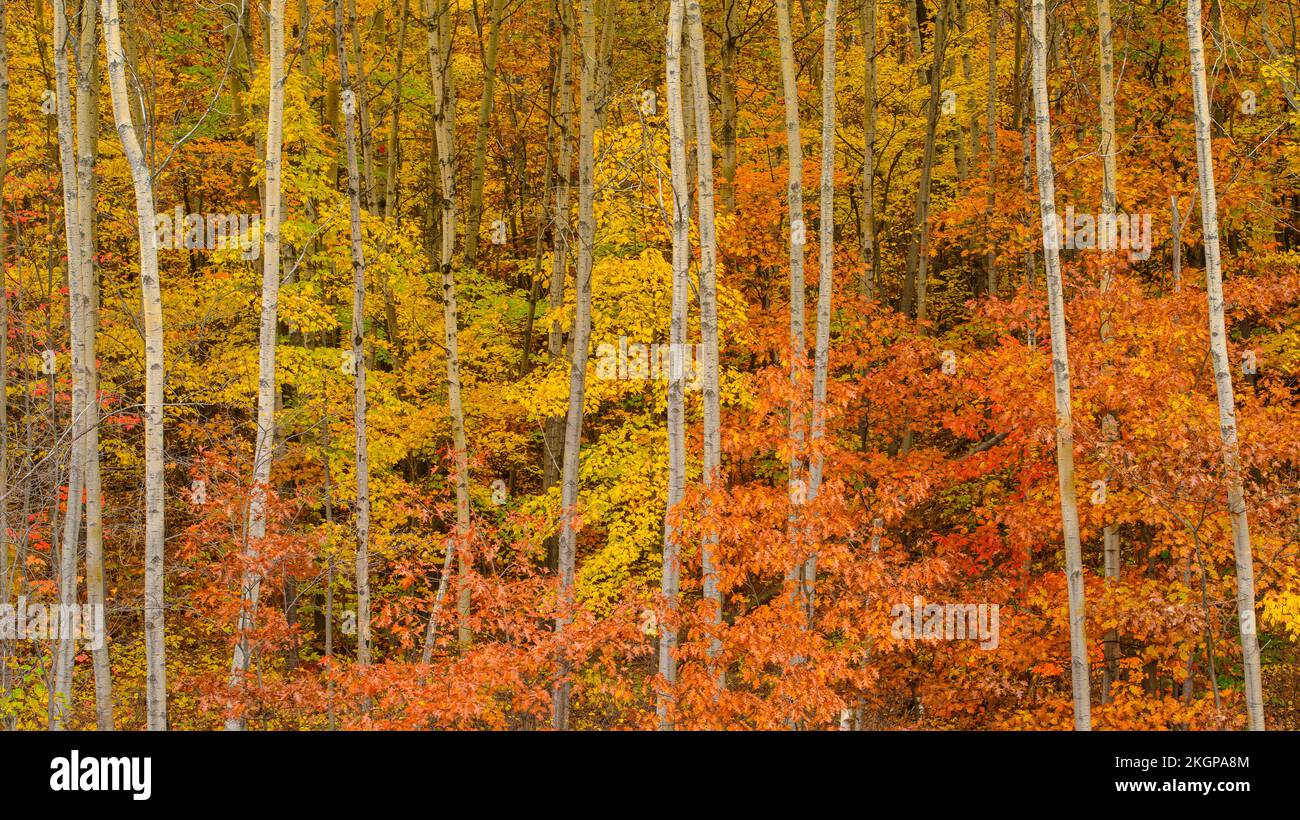 Autumn oak and aspen colour under tall aspen tree trunks, Greater ...