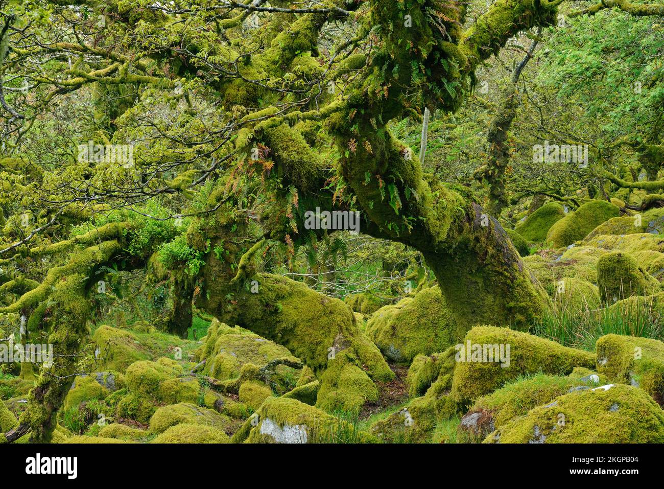 Moss covered trees hi-res stock photography and images - Alamy