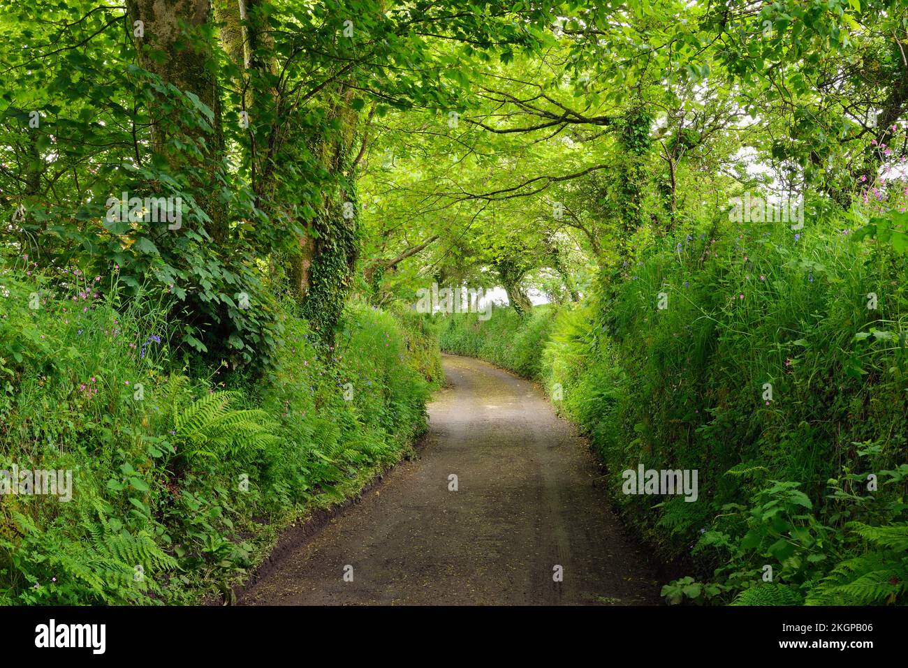 Footpath cutting green lush forest hi-res stock photography and images ...