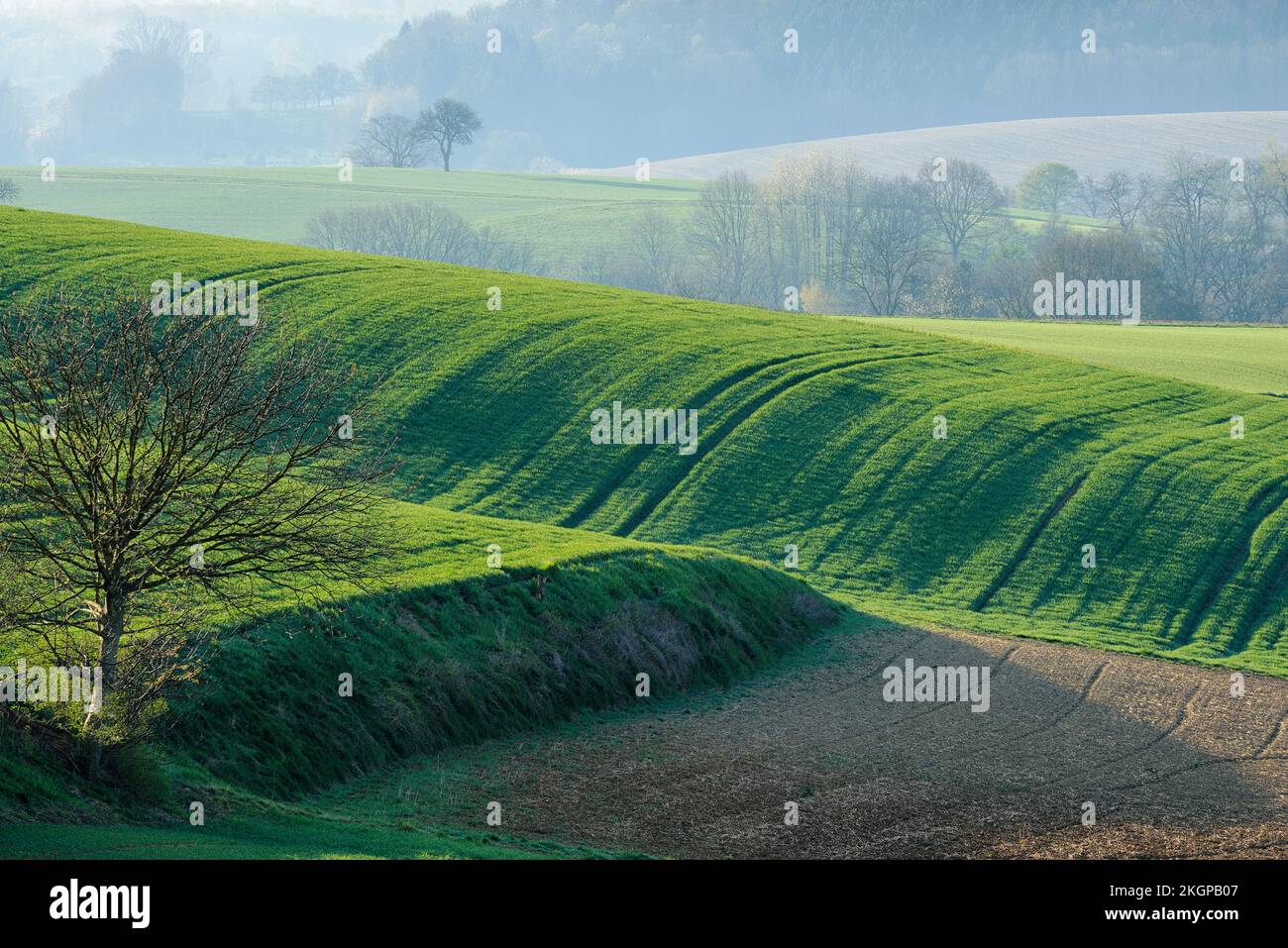 Rolling field in early spring Stock Photo - Alamy