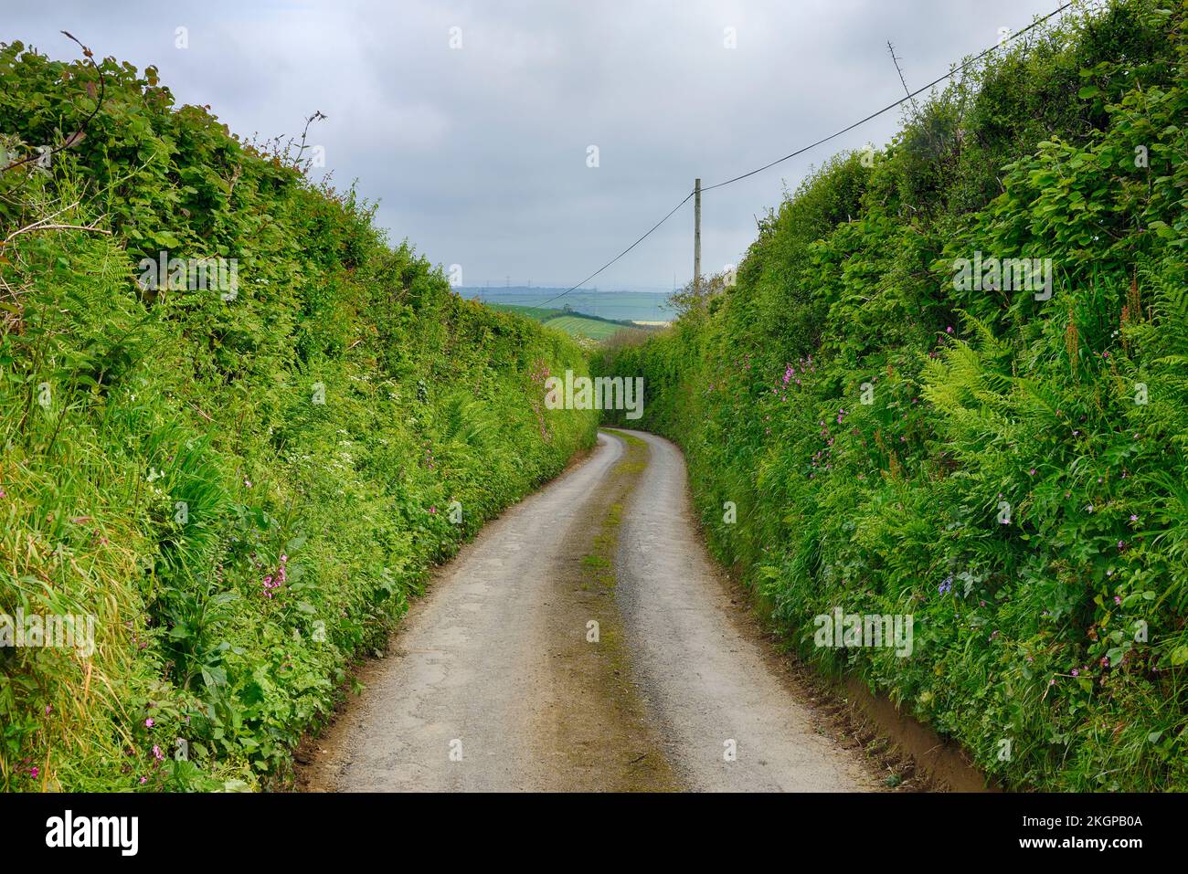 Rural road stretching between green overgrown walls hi-res stock ...