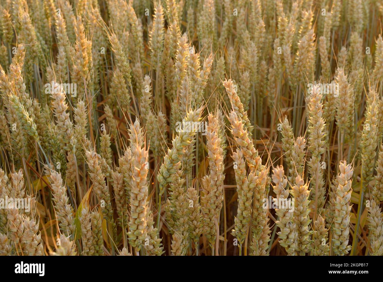 Full of wheat hi-res stock photography and images - Alamy