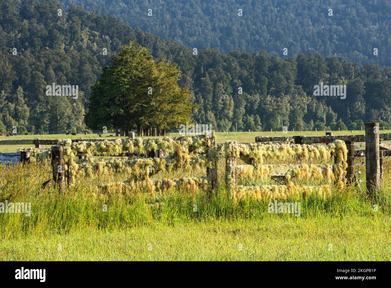 Overgrown fence westland tai poutini national park hi-res stock ...