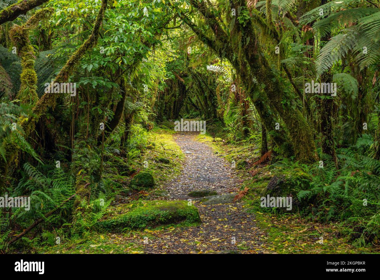 Hiking path in green lush temperate rainforest Stock Photo - Alamy