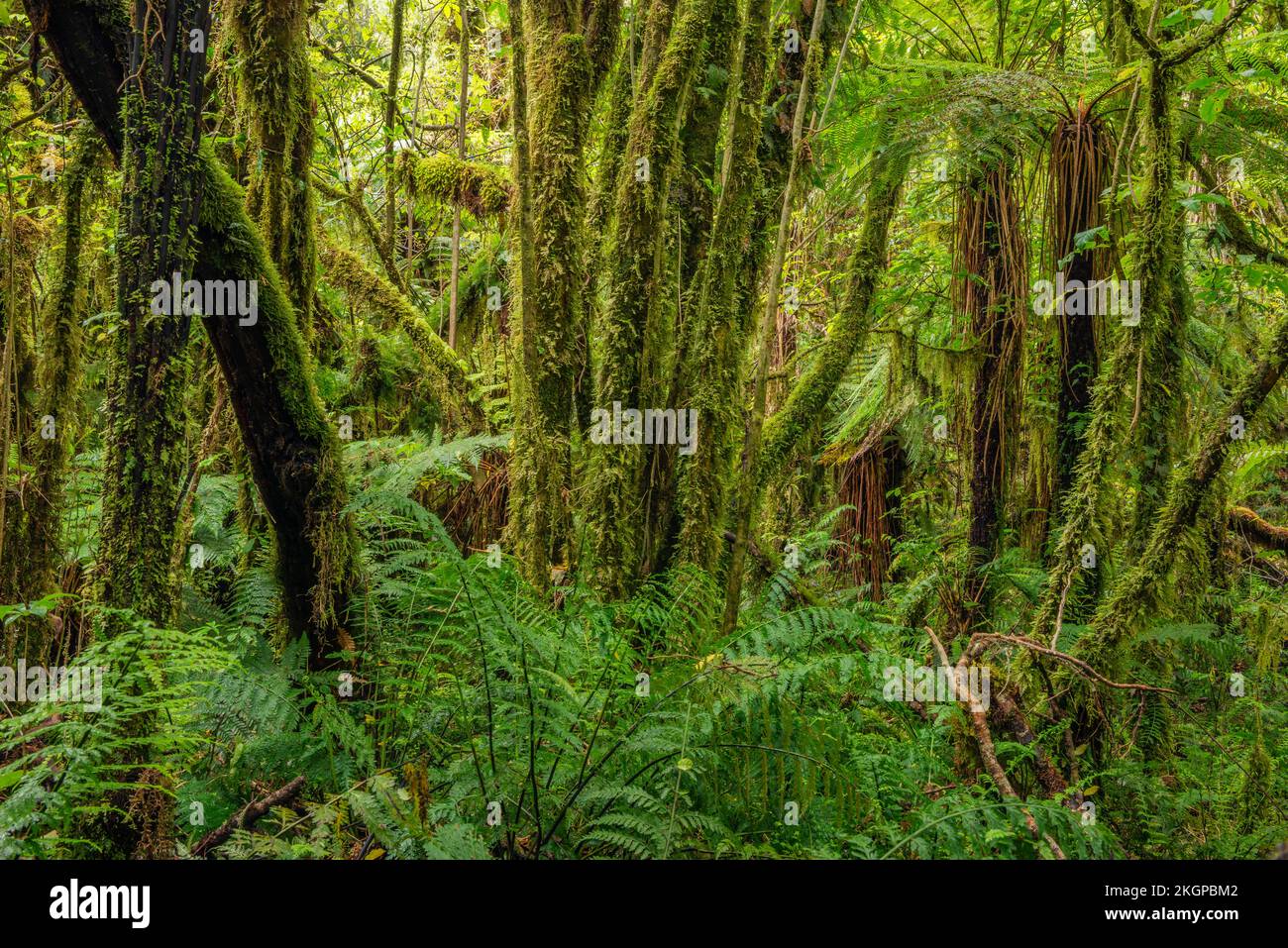 Moss-covered trees in green lush temperate rainforest Stock Photo - Alamy