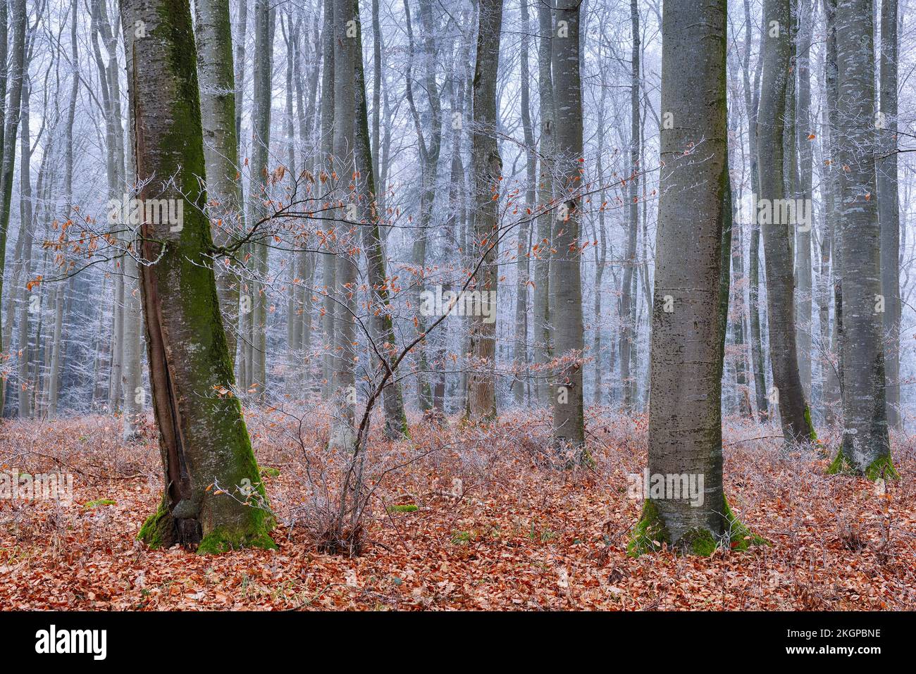 Cold autumn hi-res stock photography and images - Alamy