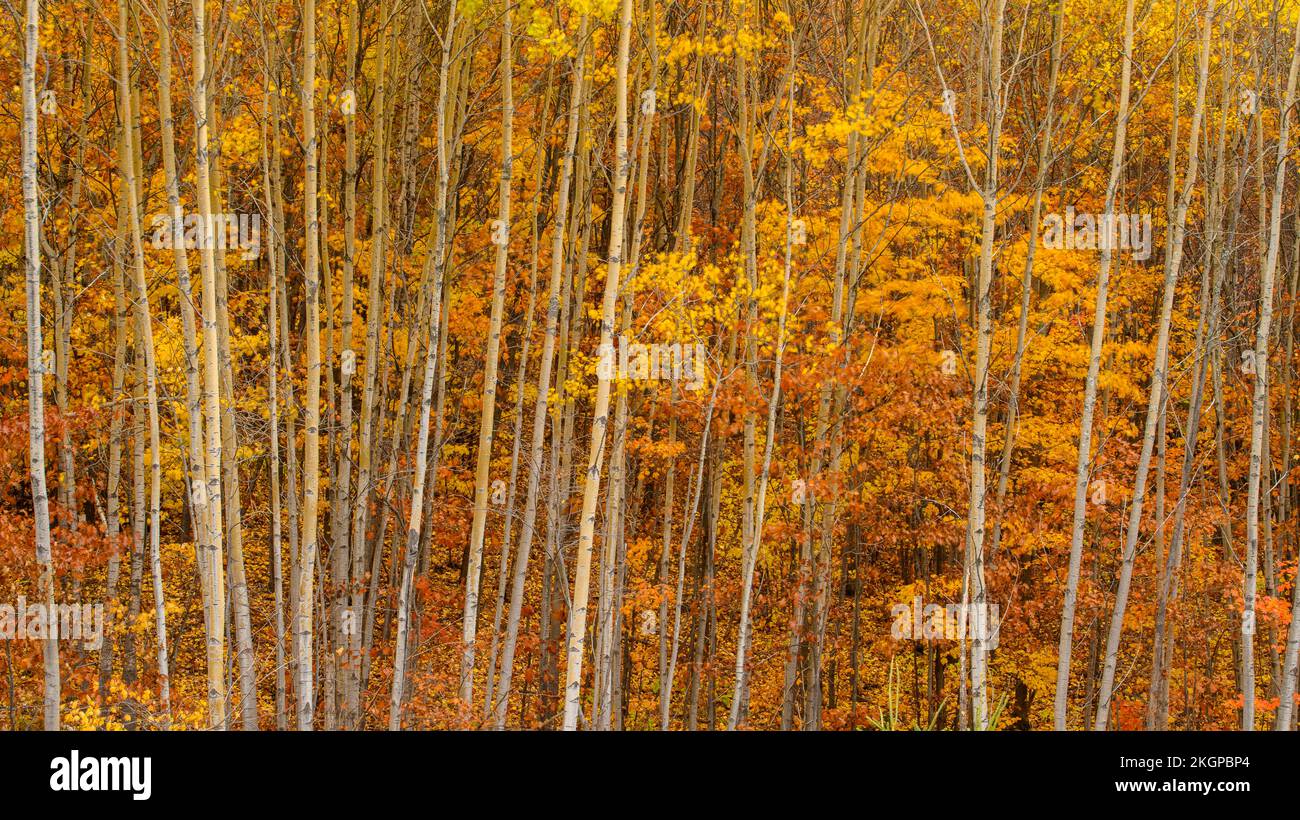 Autumn aspen and oak in the understory of tall aspen trees, Greater ...