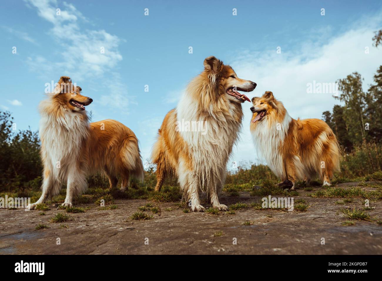 Collie dogs hi-res stock photography and images - Alamy