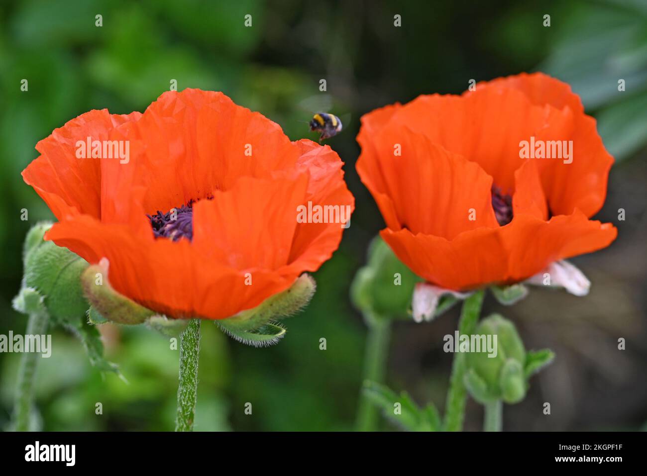 Poppies in field bee flying hi-res stock photography and images - Alamy
