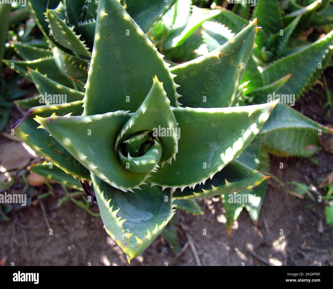The close-up top view of a short-leaved aloe plant under the sunlight ...