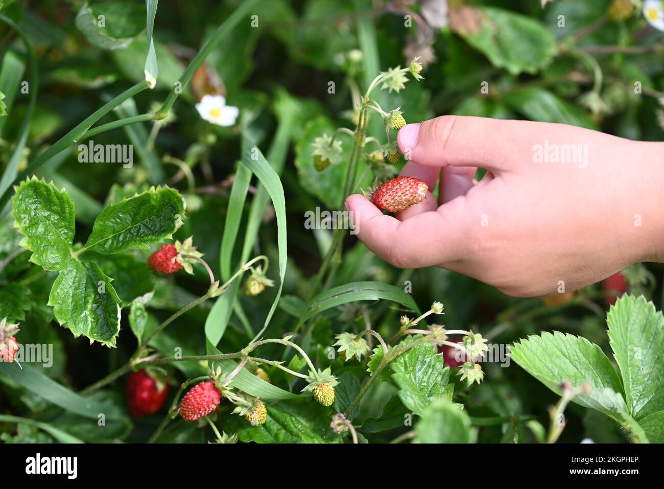 A childs hand is picking strawberries from the garden Stock Photo - Alamy