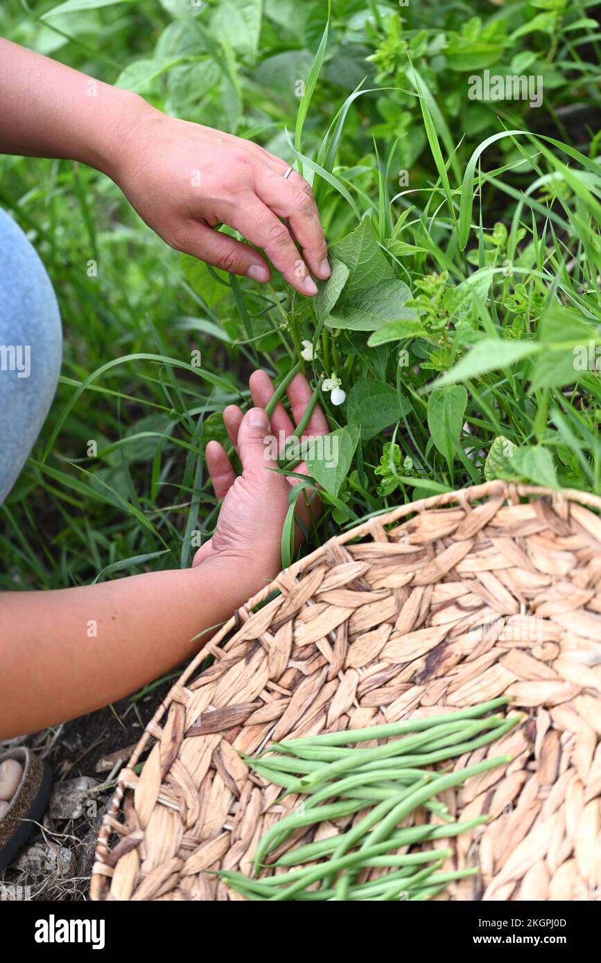 Woman is harvesting beans from the vegetable garden Stock Photo - Alamy